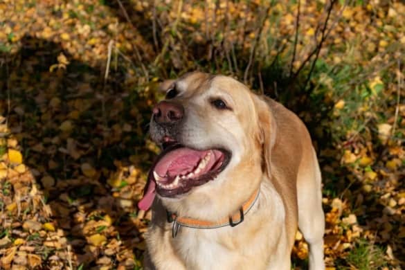 Do Labrador Retrievers Bark at Strangers?