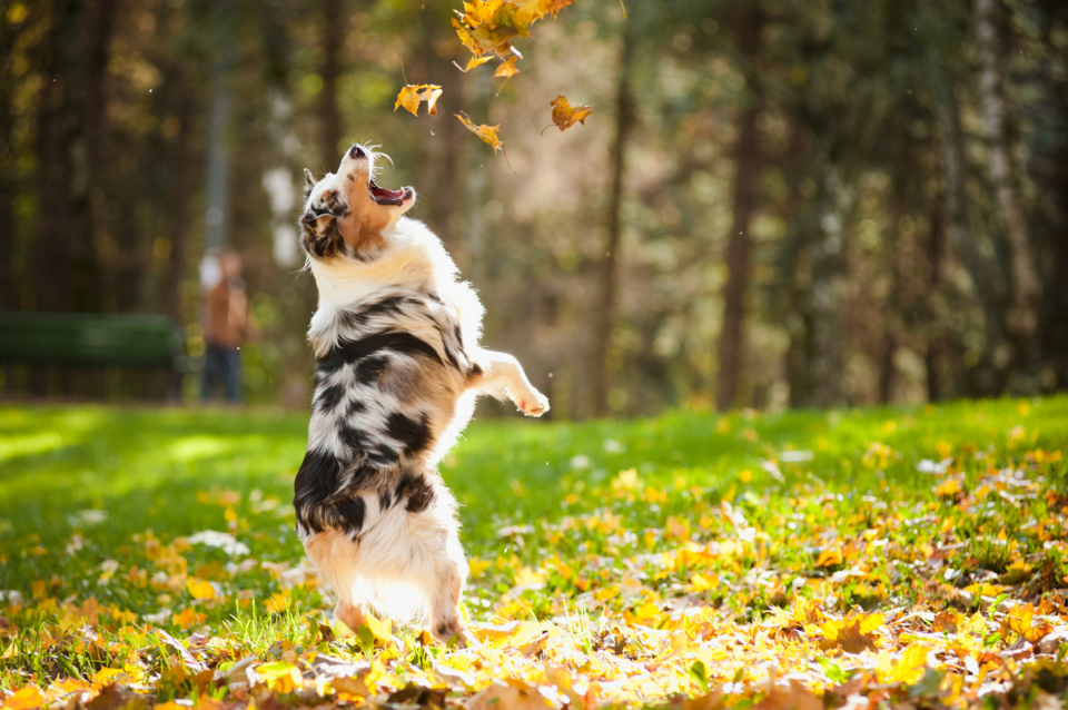 Australian Shepherds Weight: Growth Curve and Average Weights