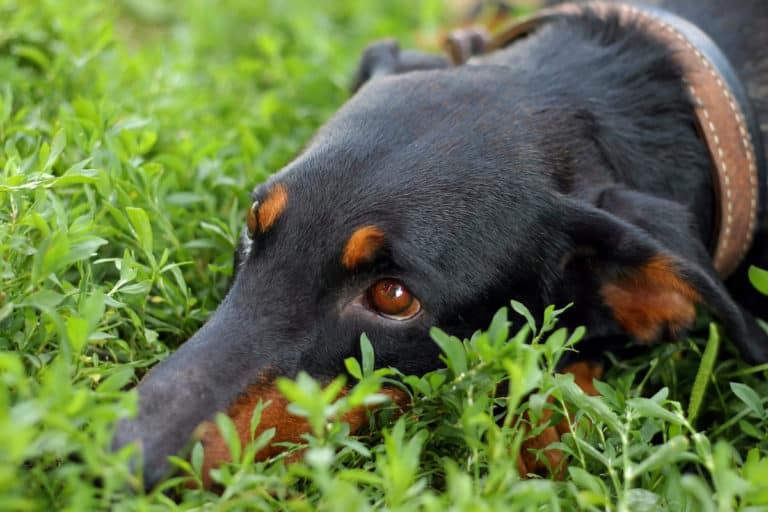 Beagle and Doberman Mix (Beagleman): A Complete Guide