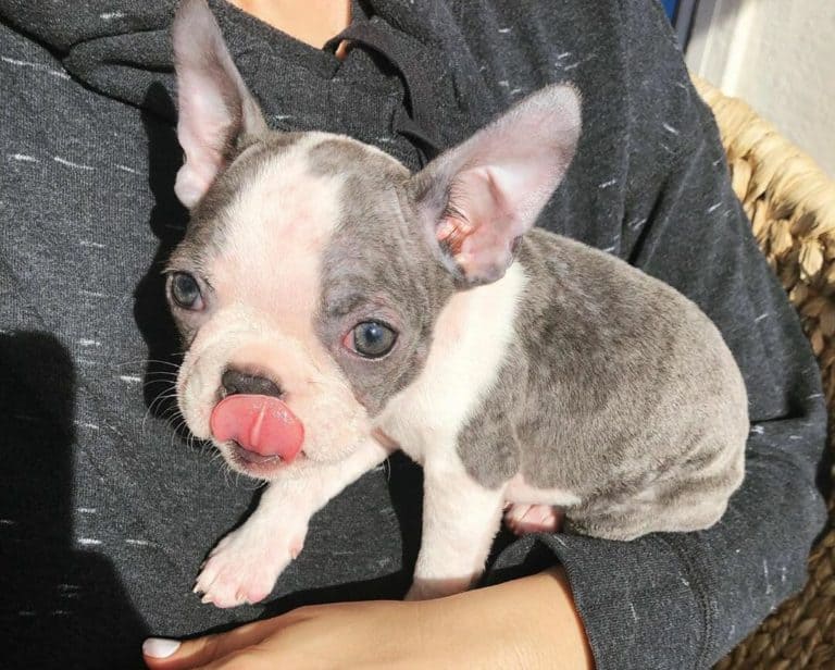 Blue Boston Terrier: Everything You Need To Know