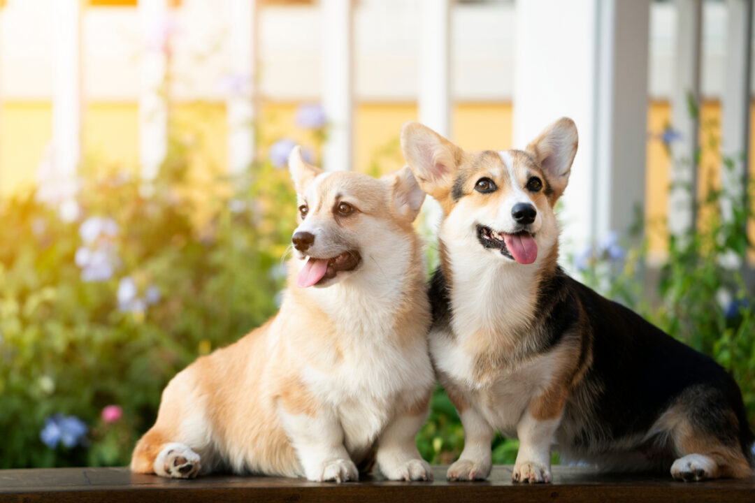 Male vs. Female Corgi: Everything You Want to Know