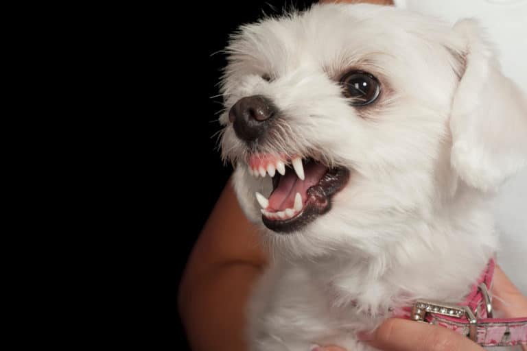 Do Malteses Bite? How Can We Stop the Biting?