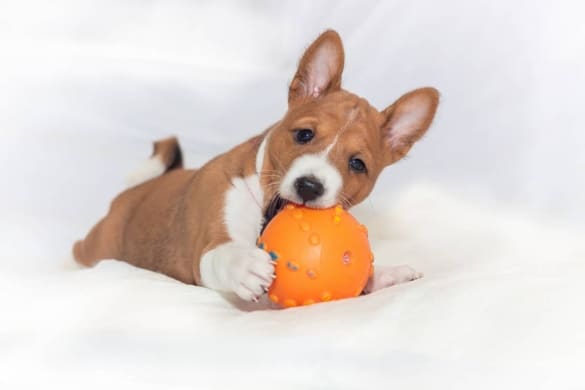 How Much Does a Basenji Cost? (2025 Price Guide)