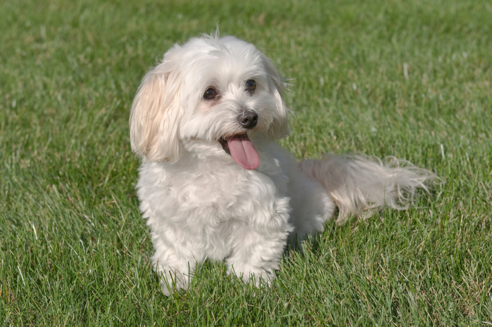Maltipoo Lifespan: How Long Do Maltipoos Live?