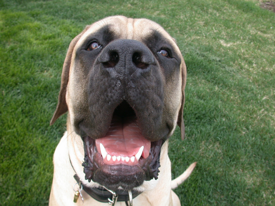 Mastiff Lifespan: How Long Do Mastiffs Live?