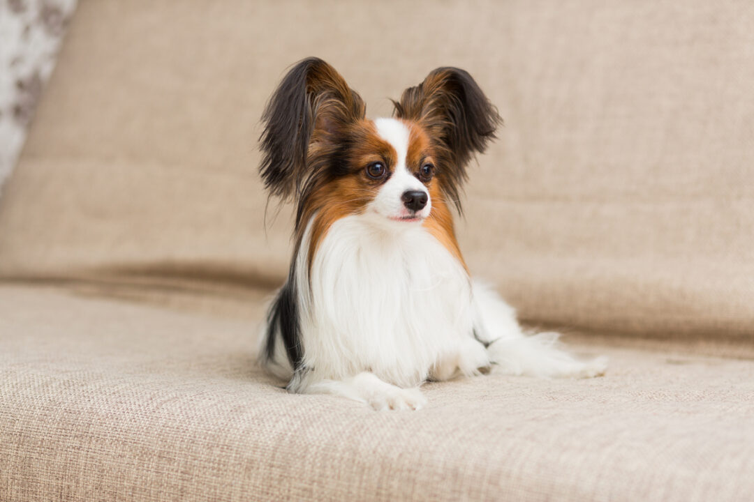 Living With a Papillon: How Much Do They Really Shed?