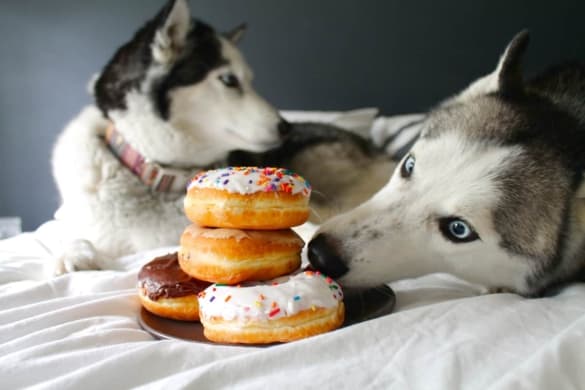 Ultimate Guide to What Siberian Huskies Can (And Can’t) Eat