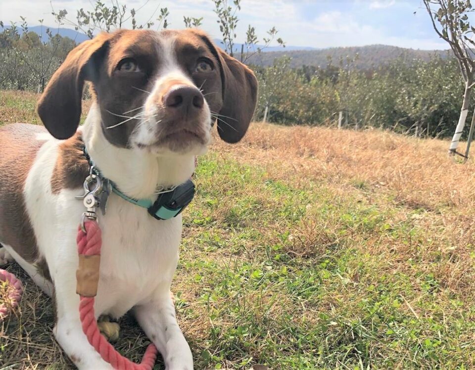 6 Best Brittany Spaniel Mixes: Cutie Frenchies! | Bubbly Pet