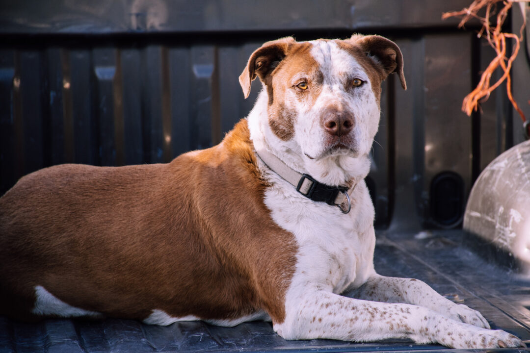 Pit Bull & Jack Russell Terrier Mix: Facts, Pictures, And More
