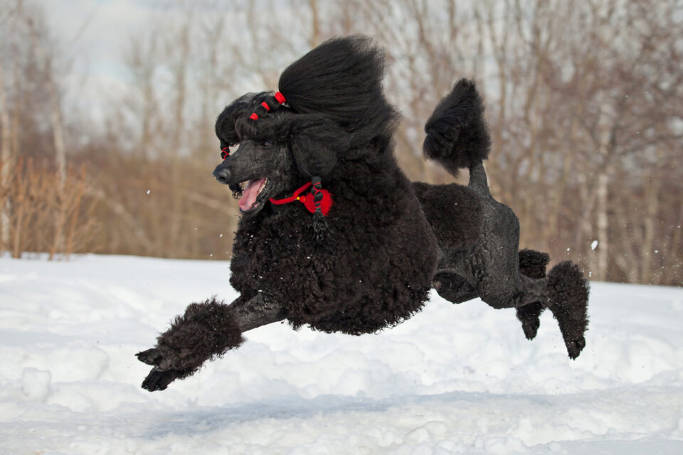 Black Poodle: Learn About This Majestic Canine In Black Coat