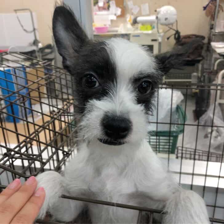 Bo-Jack (Boston Terrier & Jack Russell Terrier Mix): Info, Pictures ...