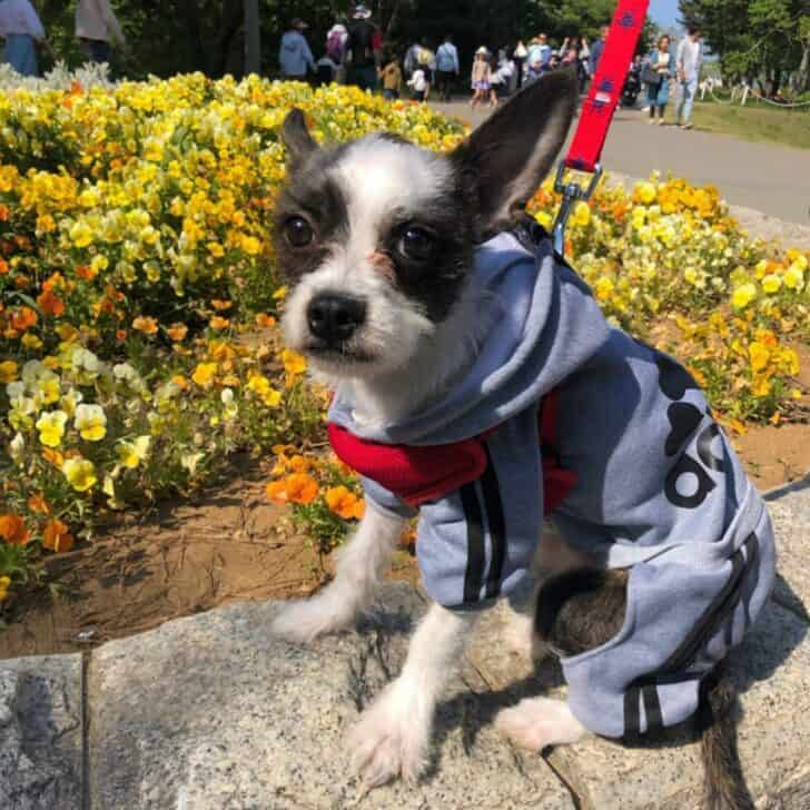 Bo-Jack (Boston Terrier & Jack Russell Terrier Mix): Info, Pictures ...