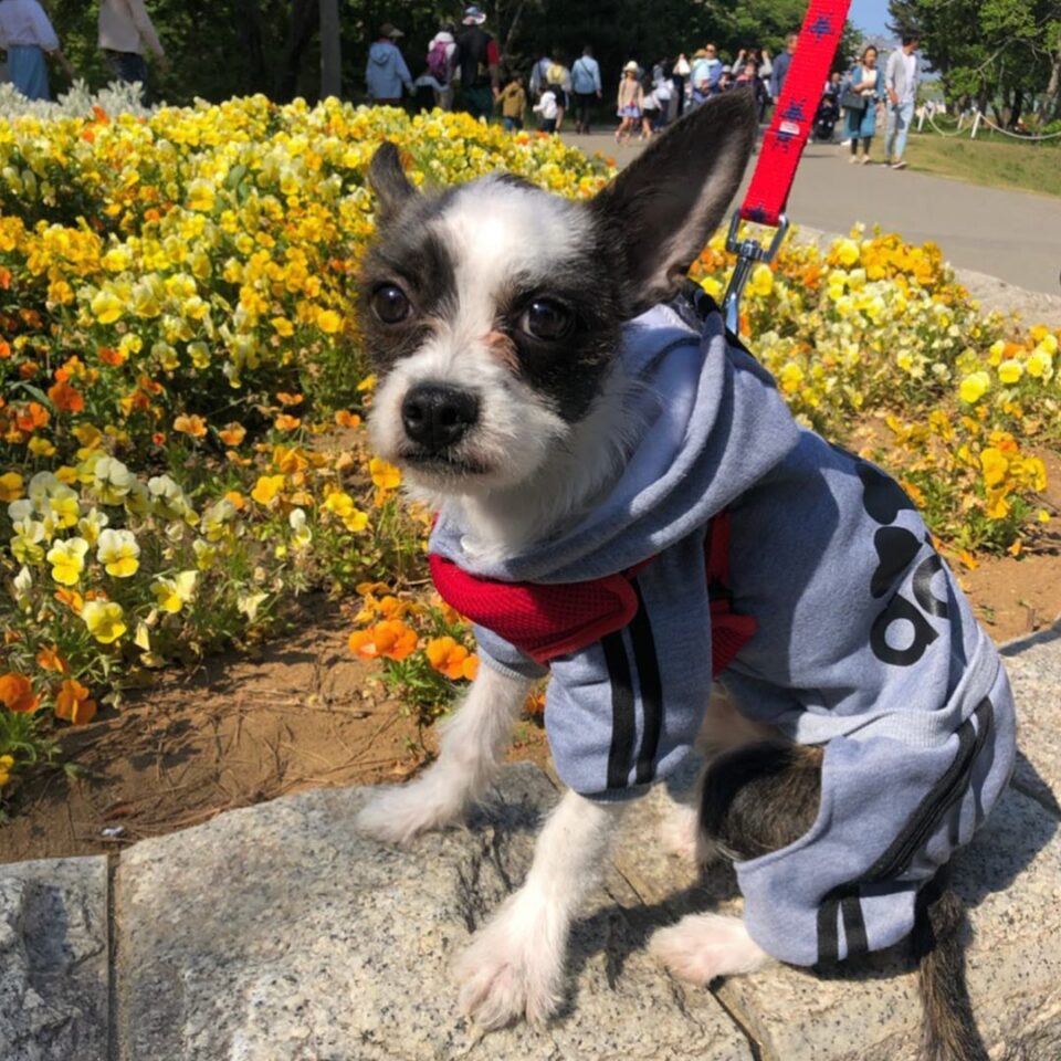 Bo-Jack (Boston Terrier & Jack Russell Terrier Mix): Info, Pictures ...