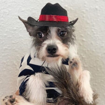 Bo-Jack (Boston Terrier & Jack Russell Terrier Mix): Info, Pictures ...