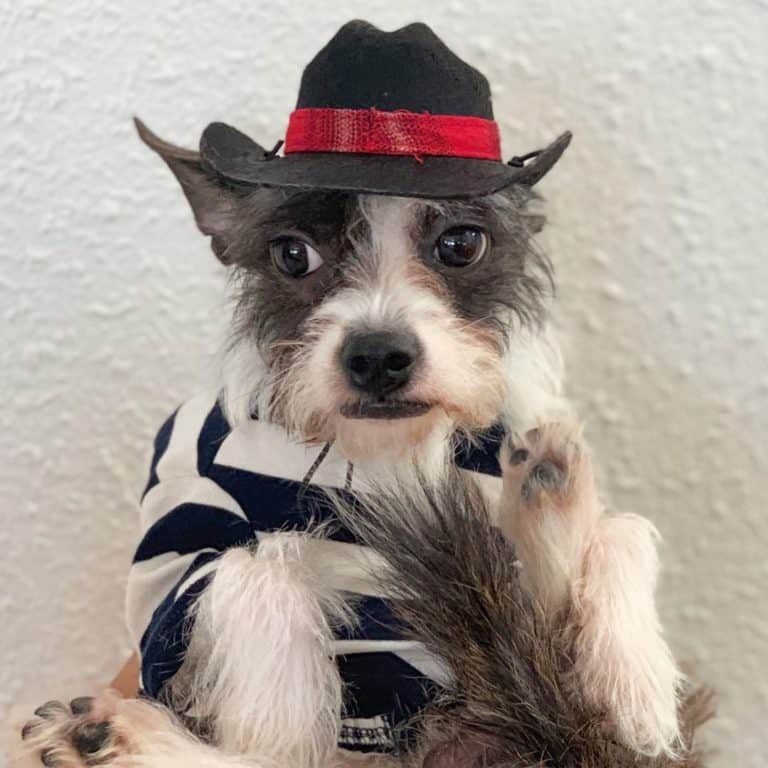 Bo-Jack (Boston Terrier & Jack Russell Terrier Mix): Info, Pictures ...