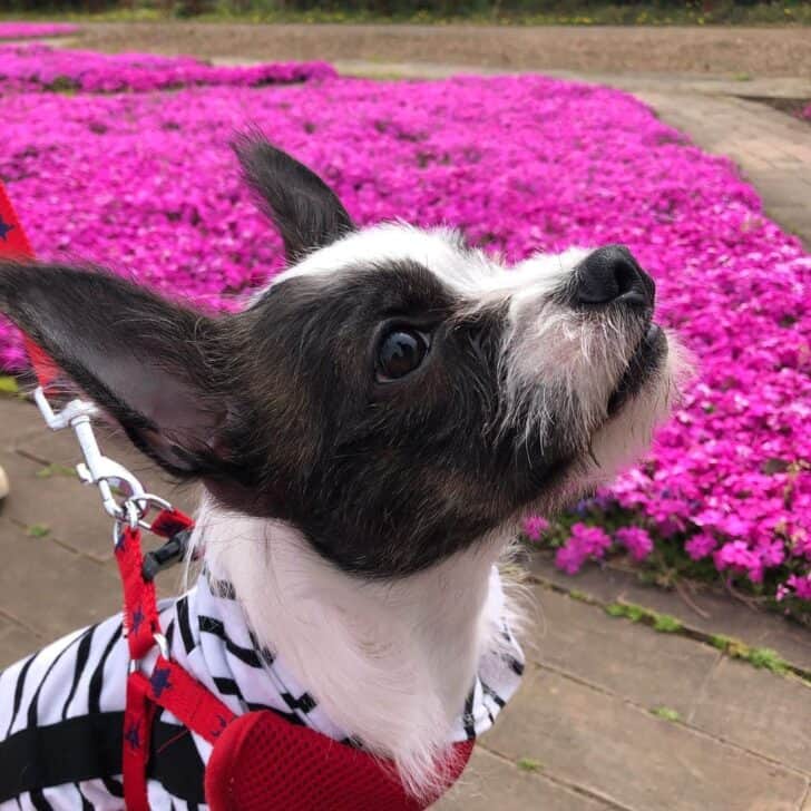 Bo-Jack (Boston Terrier & Jack Russell Terrier Mix): Info, Pictures ...
