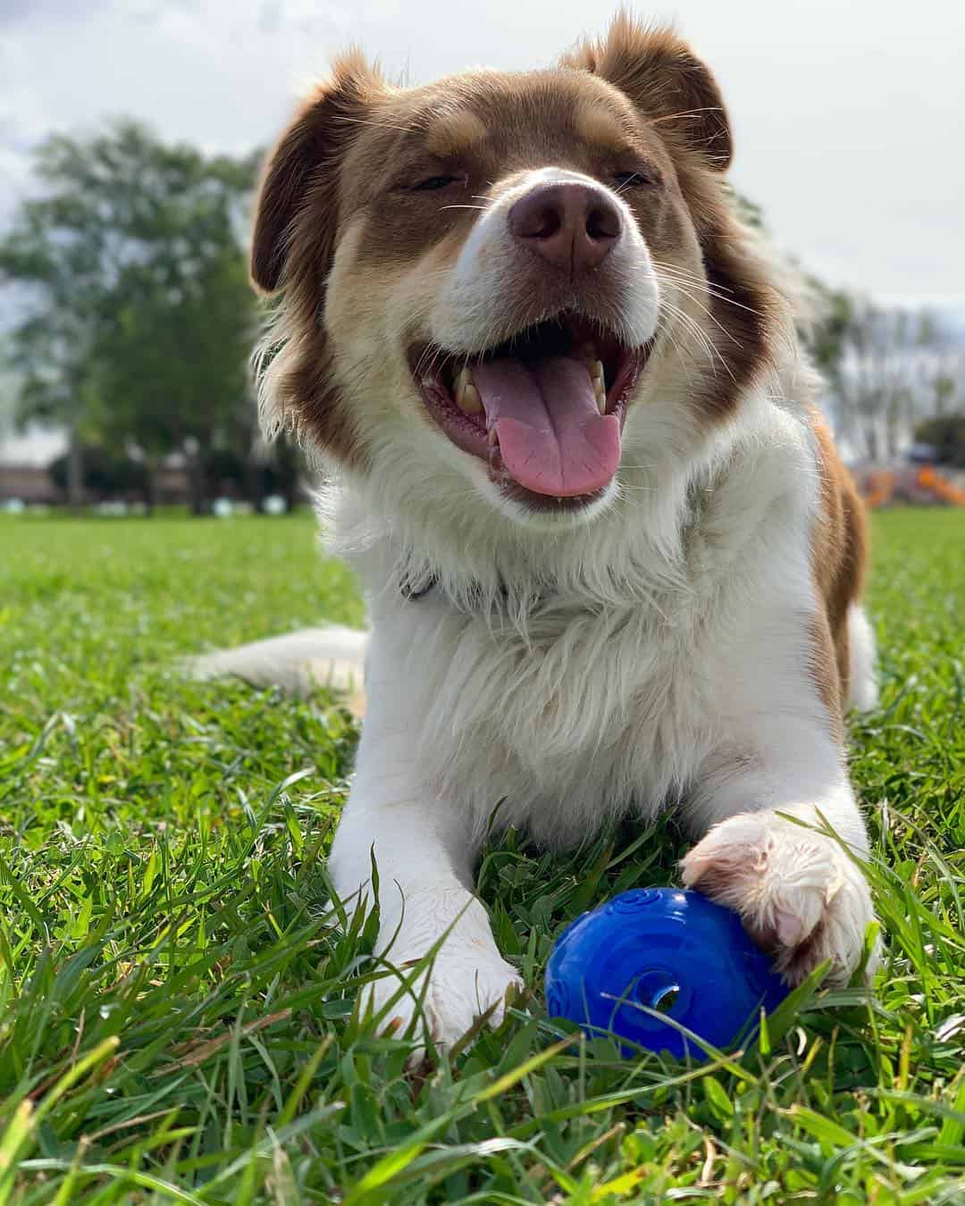 6 Best Brittany Spaniel Mixes: Cutie Frenchies! | Bubbly Pet