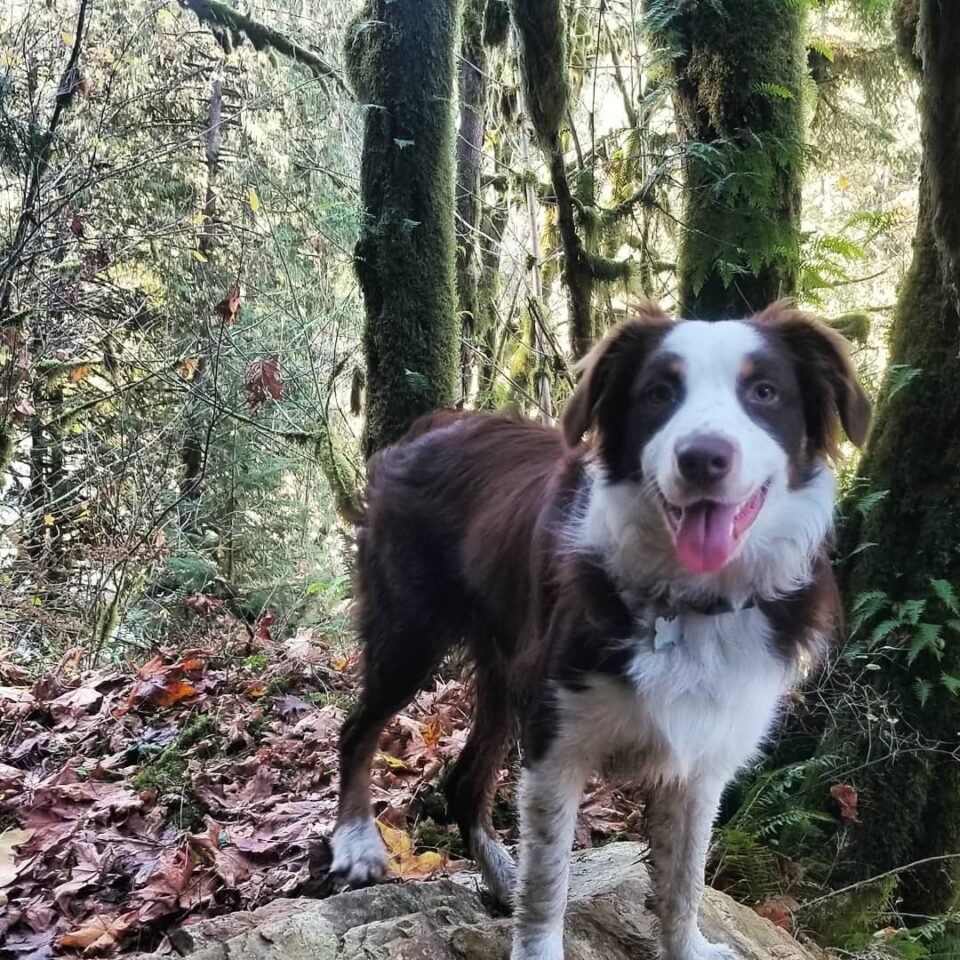 6 Best Brittany Spaniel Mixes: Cutie Frenchies! | Bubbly Pet