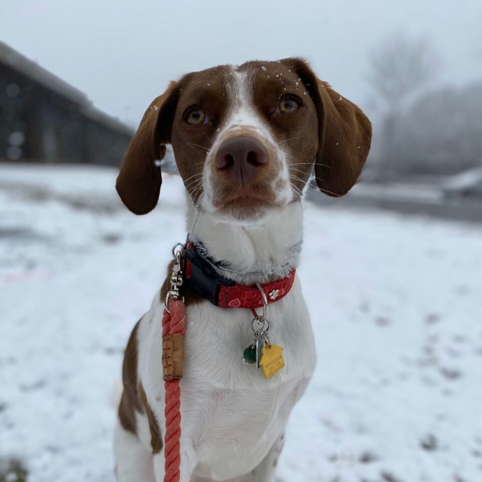 6 Best Brittany Spaniel Mixes: Cutie Frenchies! | Bubbly Pet