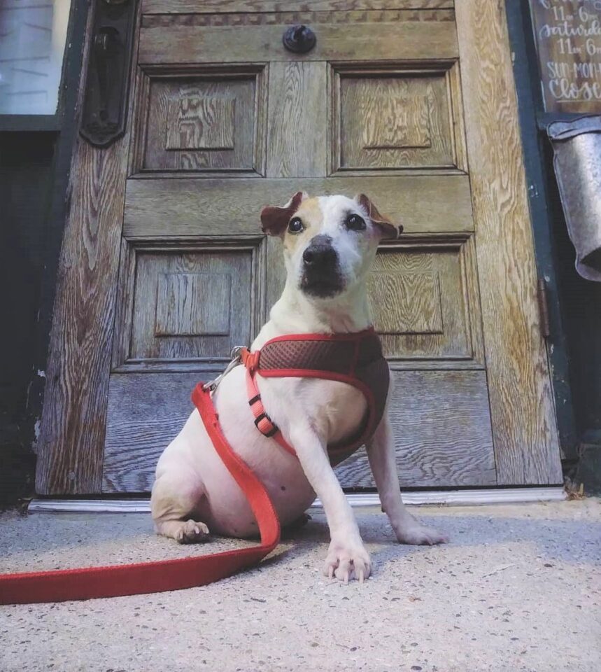 Pit Bull & Jack Russell Terrier Mix: Facts, Pictures, And More