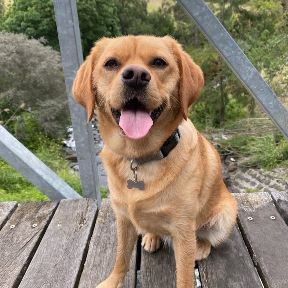 Cavador | Mixed Breed Facts, Pictures & Tips - A Quick Guide