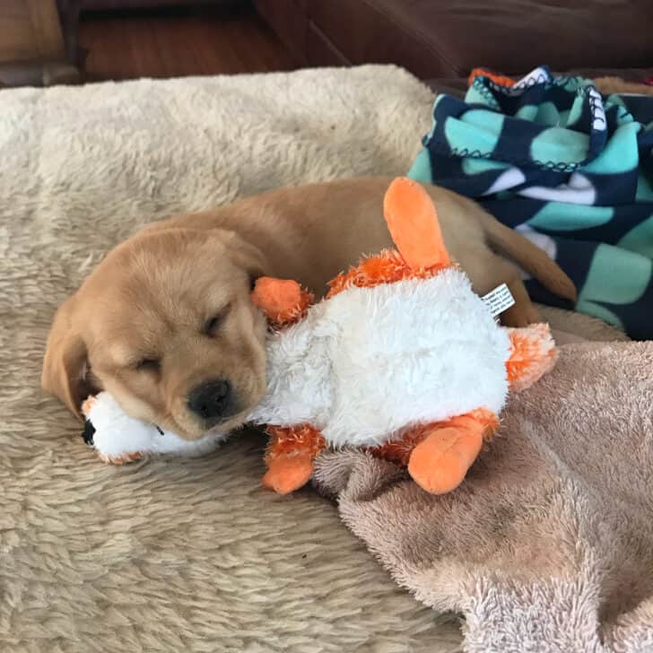 Cavador | Mixed Breed Facts, Pictures & Tips - A Quick Guide