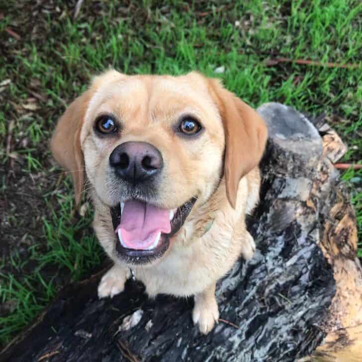 Cavador | Mixed Breed Facts, Pictures & Tips - A Quick Guide