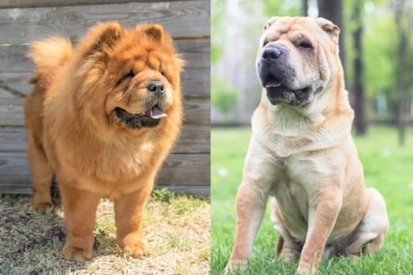 Chow Pei (Chow Chow & Shar-Pei Mix): Facts and Personality Traits