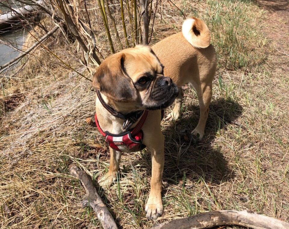 Cocker Pug (Cocker Spaniel & Pug Mix): Everything You Need To Know