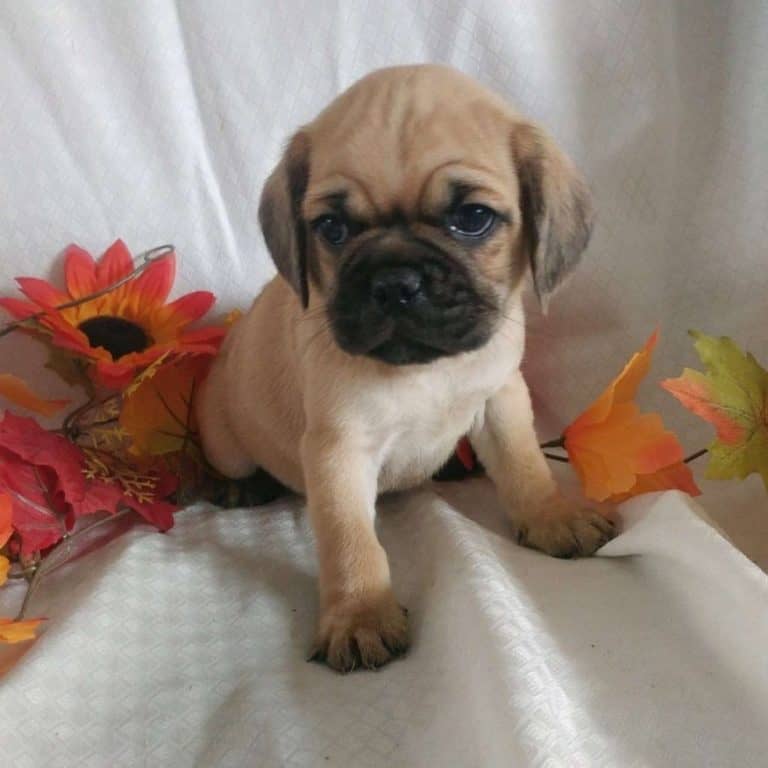 Cocker Pug (Cocker Spaniel & Pug Mix): Everything You Need To Know