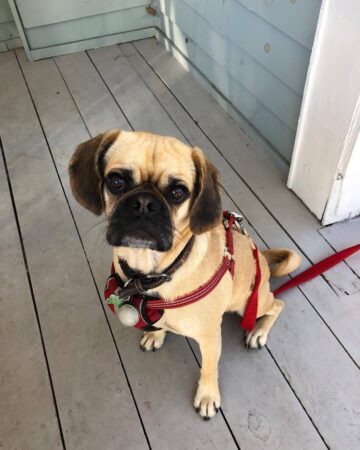 Cocker Pug (Cocker Spaniel & Pug Mix): Everything You Need To Know