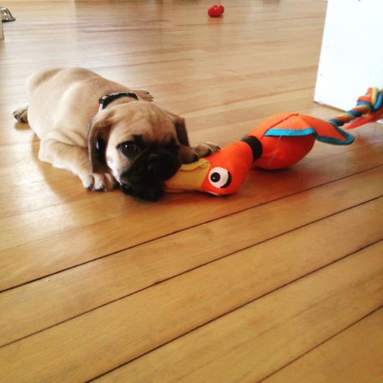 Cocker Pug (Cocker Spaniel & Pug Mix): Everything You Need To Know