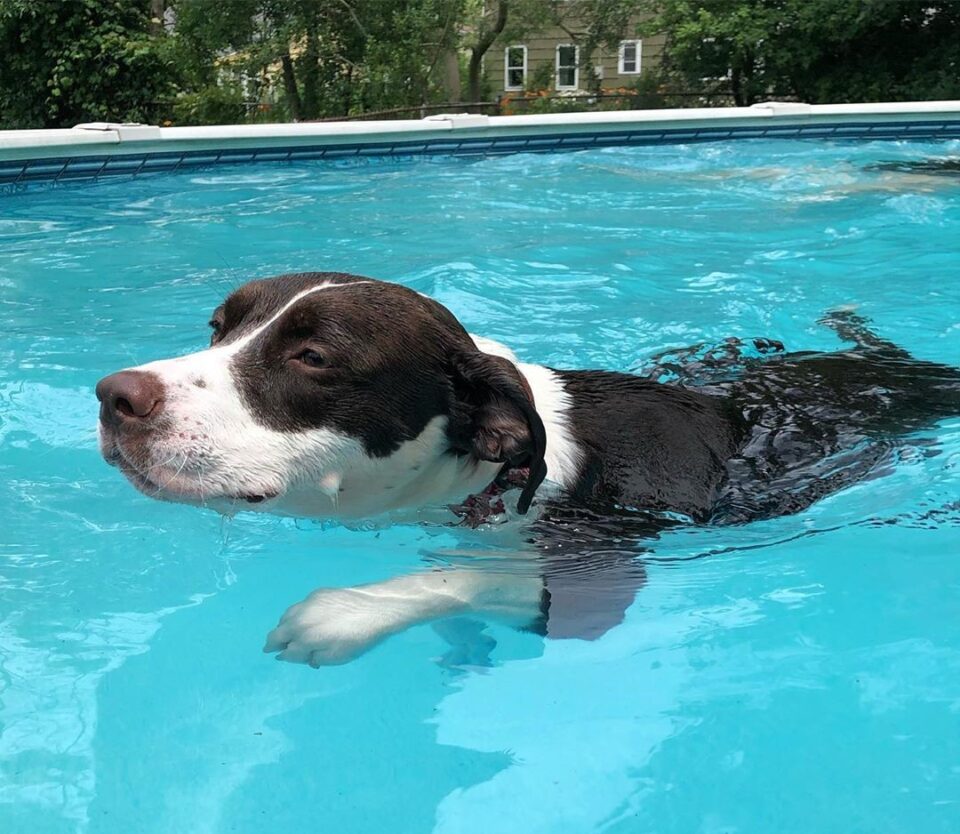 19 English Springer Spaniel Mixes Who Will Steal Your Heart!
