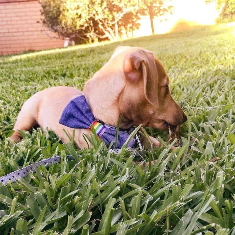 Jackshund (Jack Russell Terrier & Dachshund Mix): Traits, Info, Pictures