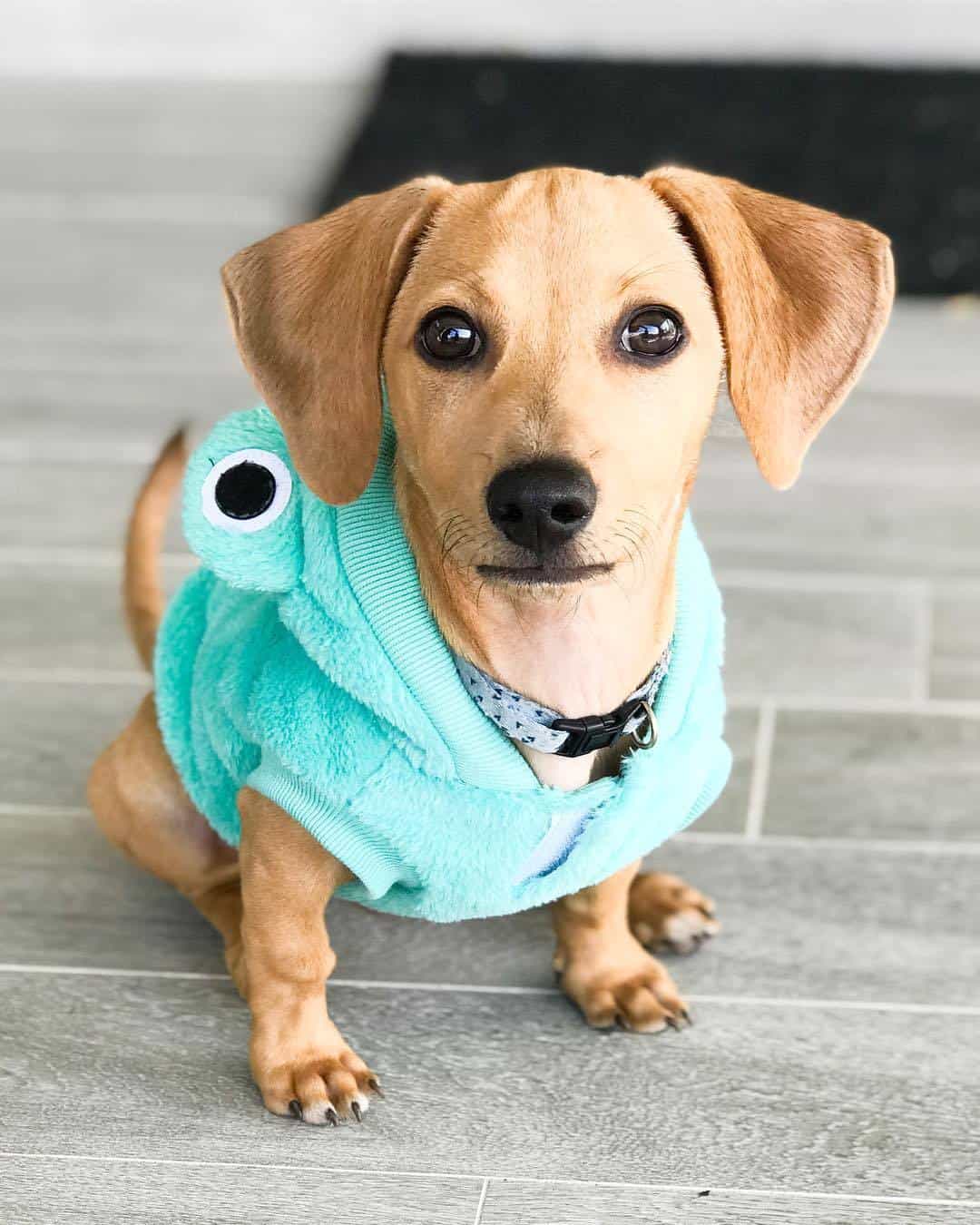 Jackshund (Jack Russell Terrier & Dachshund Mix): Traits, Info, Pictures