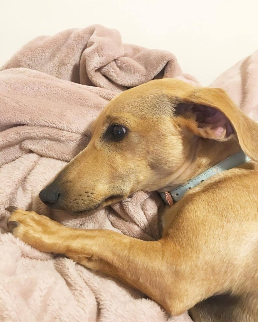 Jackshund (Jack Russell Terrier & Dachshund Mix): Traits, Info, Pictures