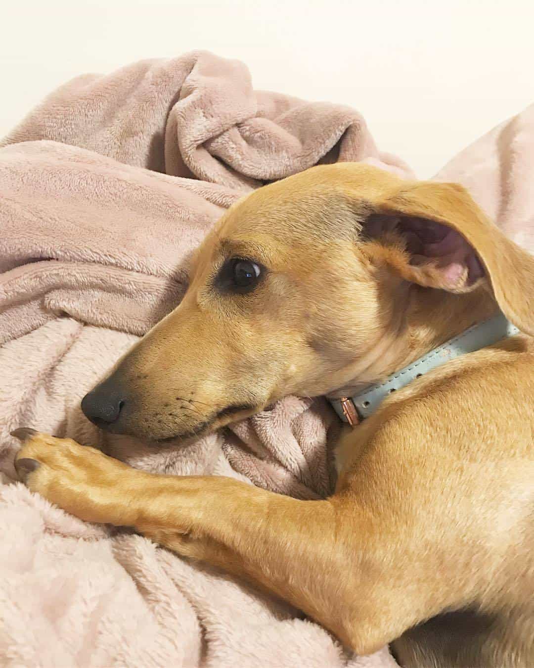 Jackshund (Jack Russell Terrier & Dachshund Mix): Traits, Info, Pictures