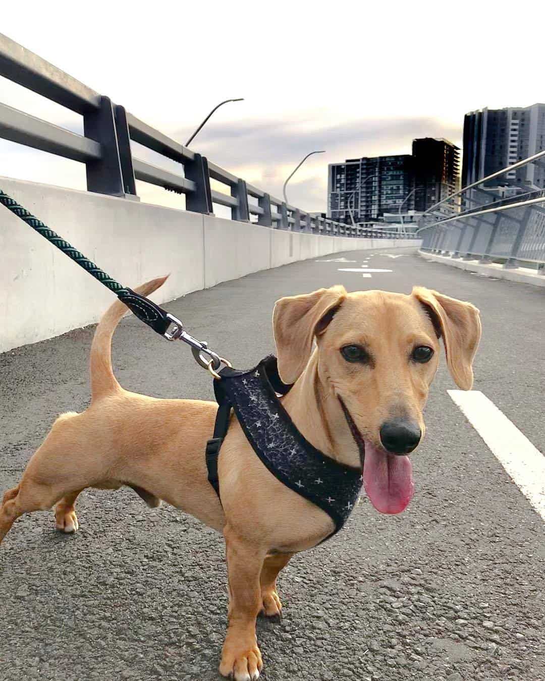 Jackshund (Jack Russell Terrier & Dachshund Mix): Traits, Info, Pictures