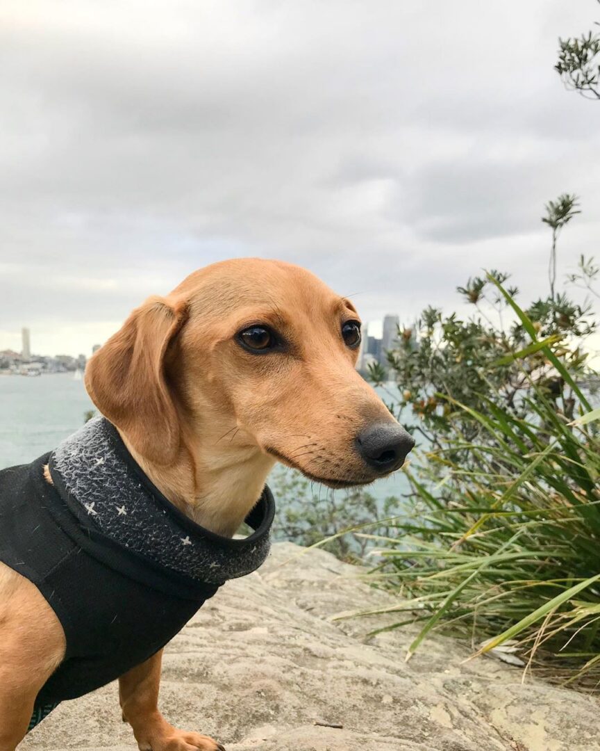 Jackshund (Jack Russell Terrier & Dachshund Mix): Traits, Info, Pictures