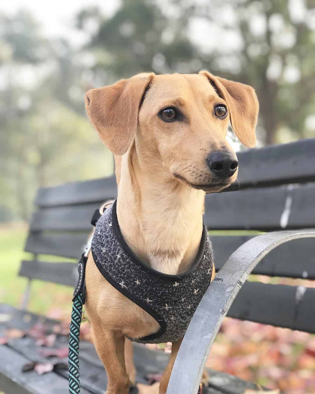 Jackshund (Jack Russell Terrier & Dachshund Mix): Traits, Info, Pictures