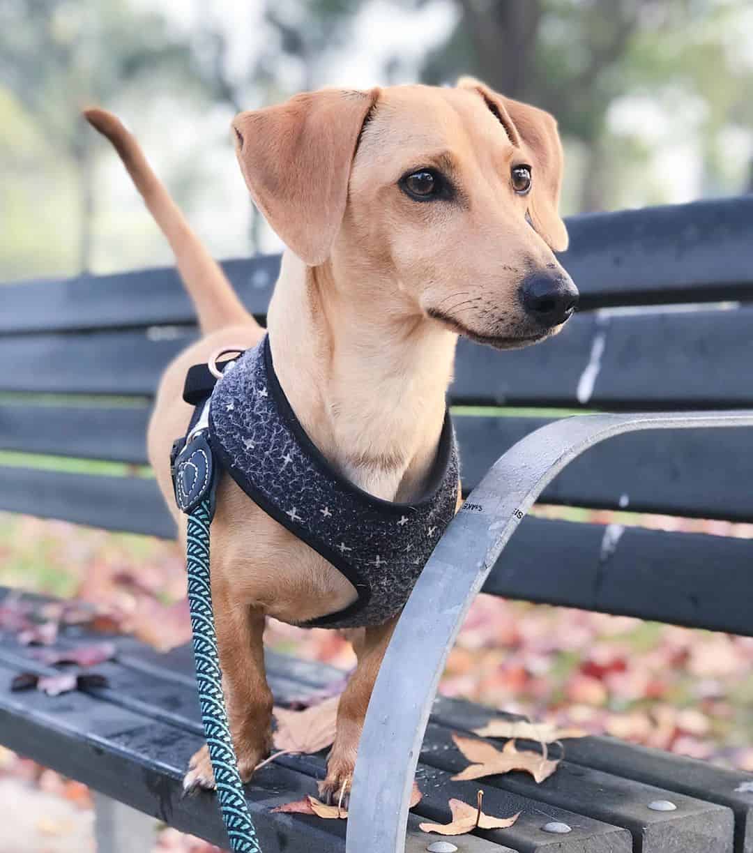 Jackshund (Jack Russell Terrier & Dachshund Mix): Traits, Info, Pictures