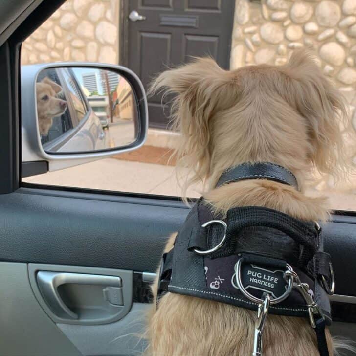 Papshund (Papillon & Dachshund Mix): Info, Pictures, & More