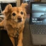 Papshund (Papillon & Dachshund Mix): Info, Pictures, & More