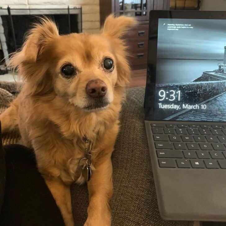 Papshund (Papillon & Dachshund Mix): Info, Pictures, & More