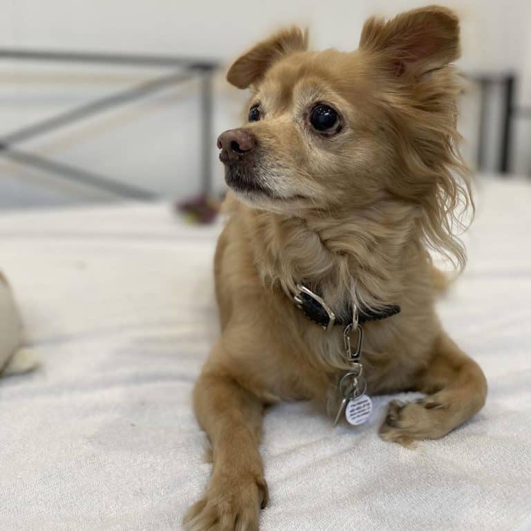 Papshund (Papillon & Dachshund Mix): Info, Pictures, & More