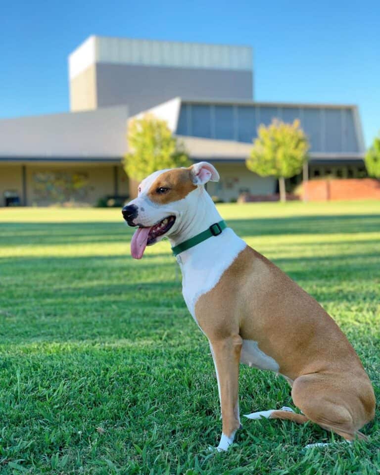 Greybull Pit (Pit Bull & Greyhound Mix): Info, Facts, And Pictures