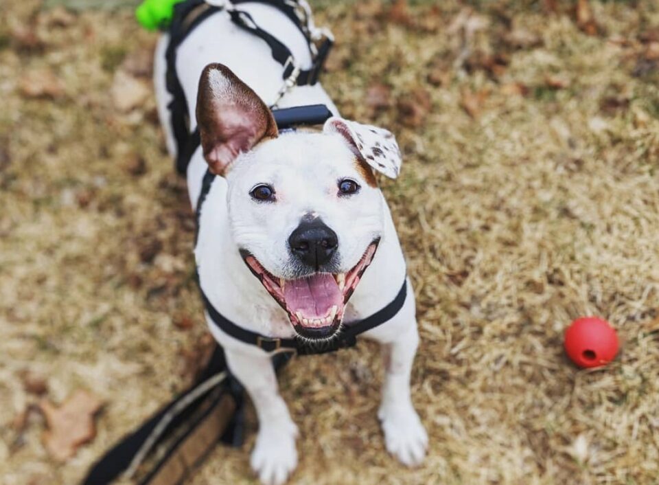 Pit Bull & Jack Russell Terrier Mix: Facts, Pictures, And More