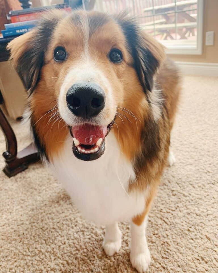 14 Adorable Shetland Sheepdog Mixes: Cuteness Overload!