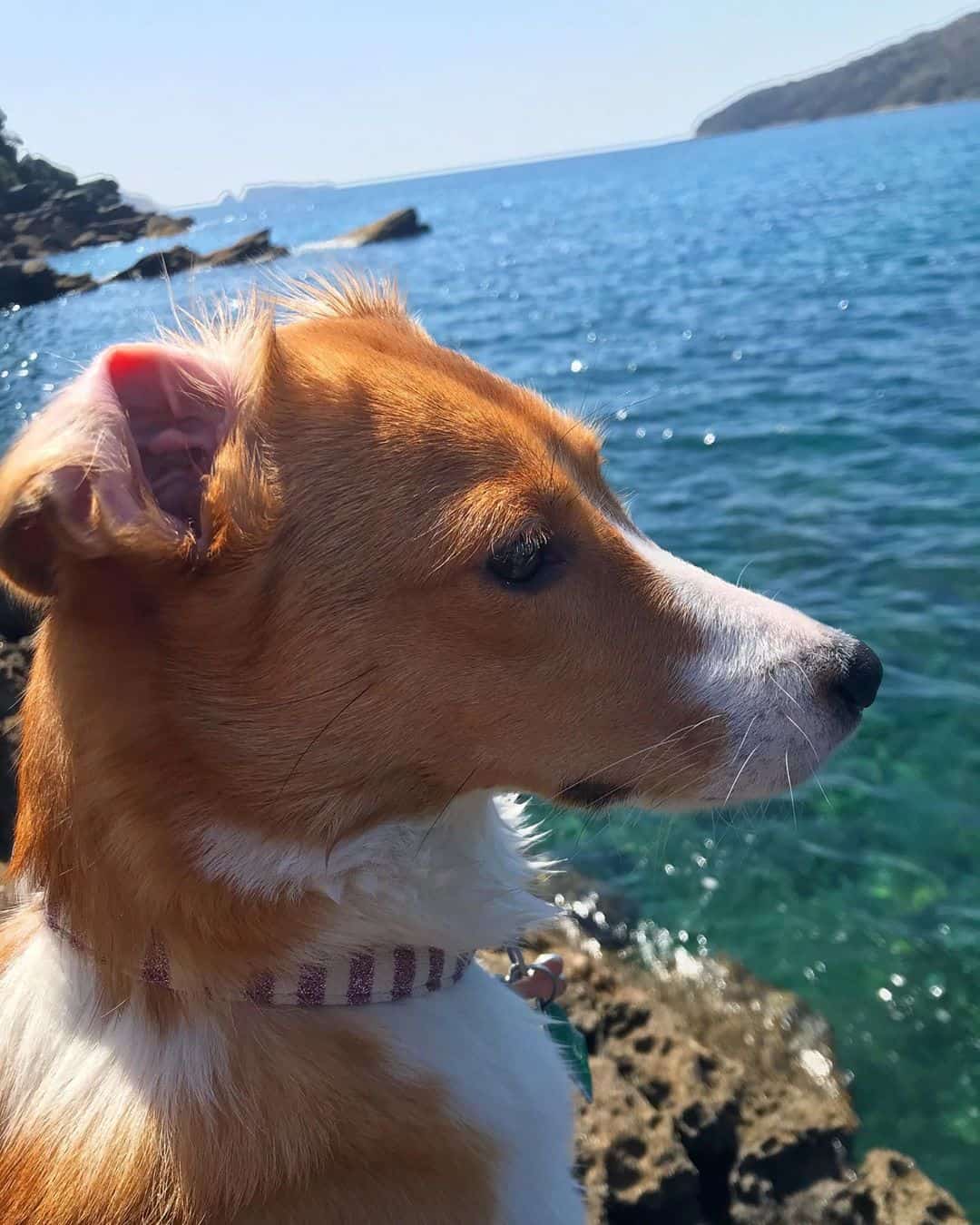 14 Adorable Shetland Sheepdog Mixes: Cuteness Overload!