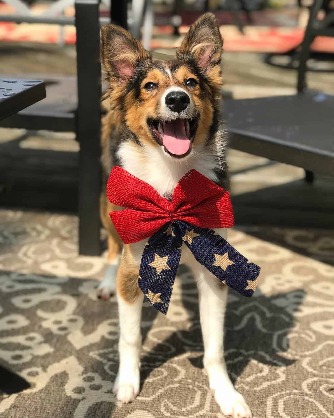 14 Adorable Shetland Sheepdog Mixes: Cuteness Overload!